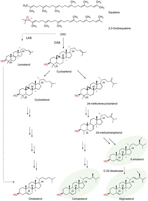Plant Sterol Synthesis Pathway Starting With The Conversion Of 23