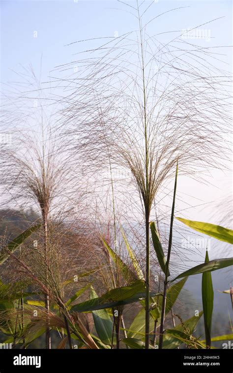 Thysanolaena Latifolia Or Asian Broom Grass At Kuapani Area Rishi Road