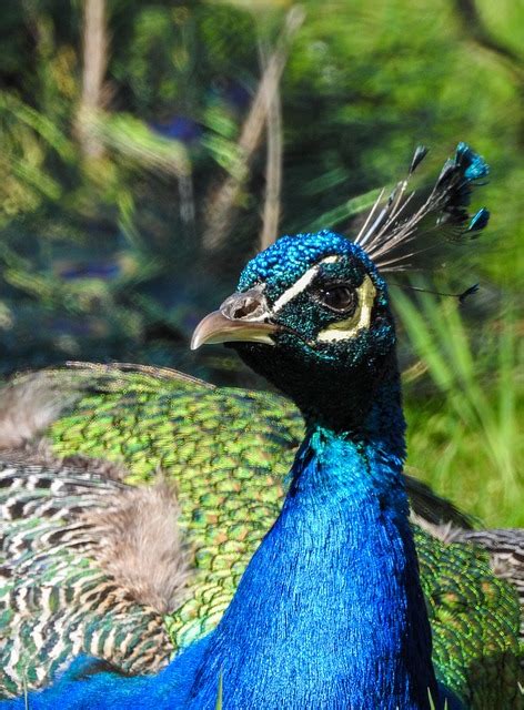 Paon Oiseau Nature Photo Gratuite Sur Pixabay Pixabay