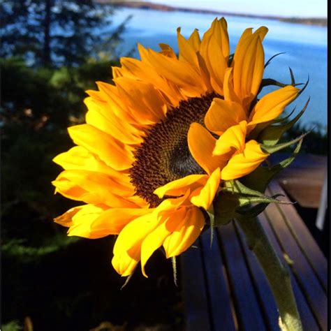 Audrey Edwards Youtube