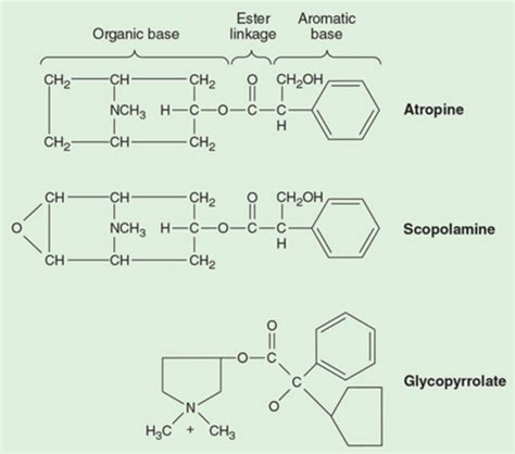 Morgan And Mikhail Chapter 13 Anticholinergic Drugs Flashcards Quizlet