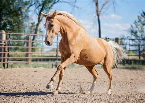 14 Fascinating Facts About The Stunning Palomino Horse