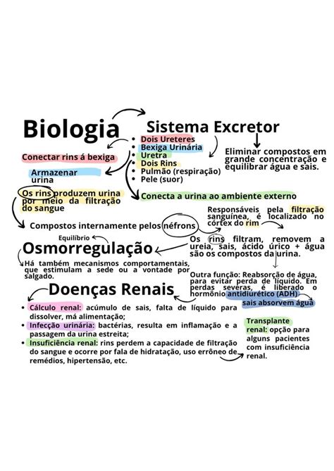 Excretory System In Biology