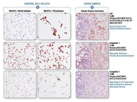 Reagents For Reliable Immunohistochemistry Ihc Results Cell