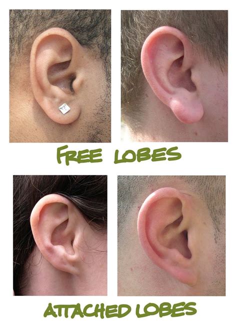 Unattached Earlobes