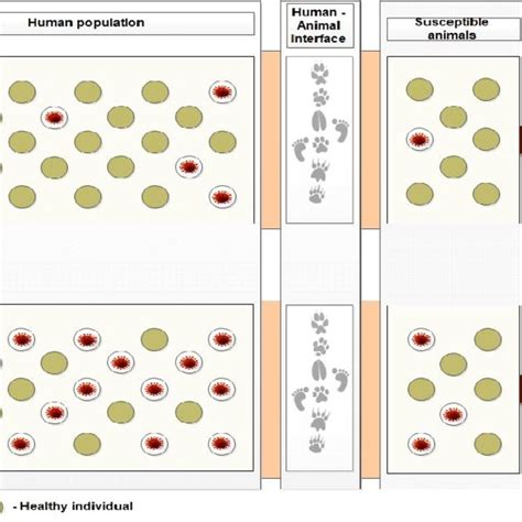 Risk Profile Of Reverse Zoonosis And The Need Of Strong Surveillance On