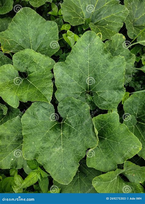 Una Hoja De Calabaza Amarilla Con Beneficios Para La Salud Imagen De