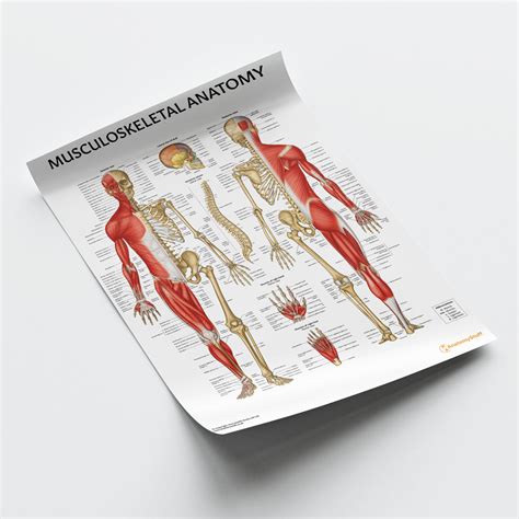 Musculoskeletal Anatomy Chart Skeleton And Muscles Poster Anatomystuff