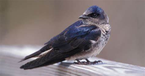 The Purple Martin Nest Purple Martin Nesting Habits Daily Birder