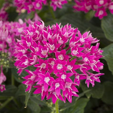 Pentas Starcluster Violet Plant Buy Now Ladybird Nursery