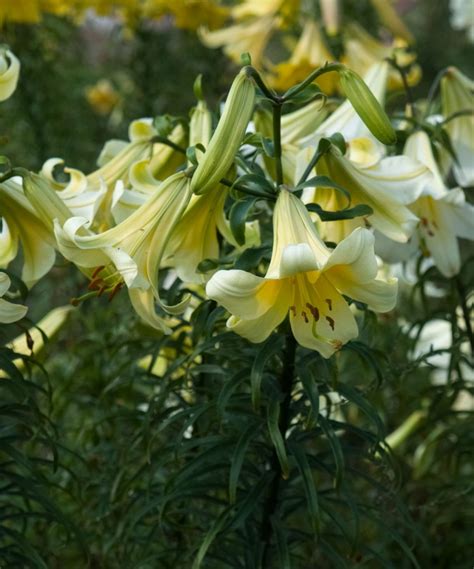 Foto Dārzos Pamazām Uzmanības Centrā Nonāk Jūlija Skaistules Daudzkrāsainās Lilijas Noderīgi