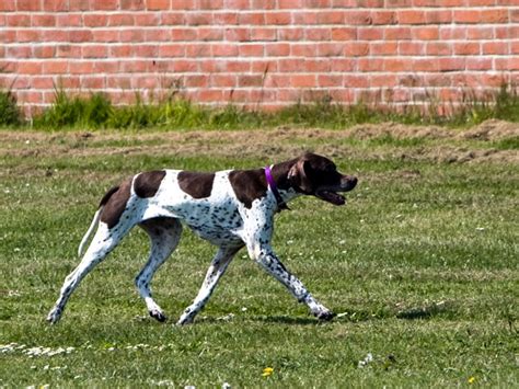 English Pointer Hunderassenprofil Mit Bildern Hunde123de