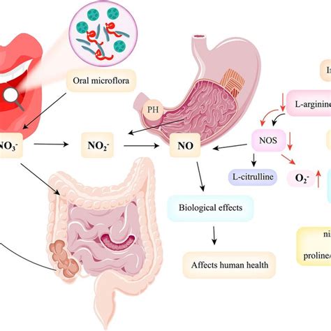 Bacteria With Nitrate Reductase Ultimately Reduce Nitrate From Dietary