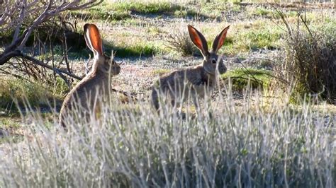 Blacktailed Jackrabbits Brief Mating Chase Boxing And A Couple Leap