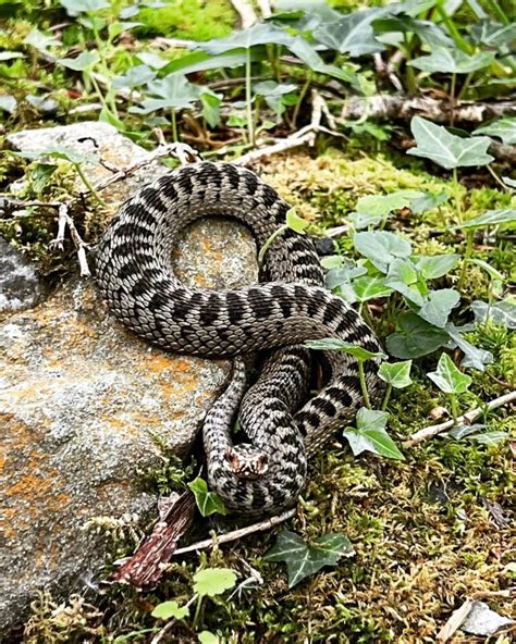 Facts About Adders Adder Snake Location Oidk