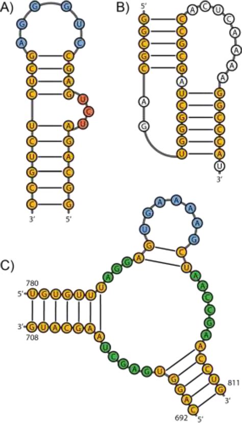 Rna Structure Animation