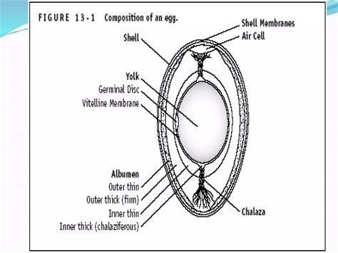 Female Reproductive System Of Fowl Egg Formation And Egg Structure Pptx
