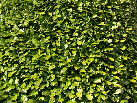 Free Hedges Texture Photo Gallery