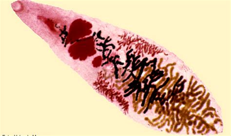 Classification Of Digenetic Trematodes According To Their Habitat