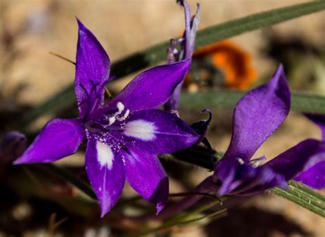 Ma liście jak mieczyki a kwiaty jak frezja Babiana ogrodowa uprawa i zastosowanie Deccoria pl