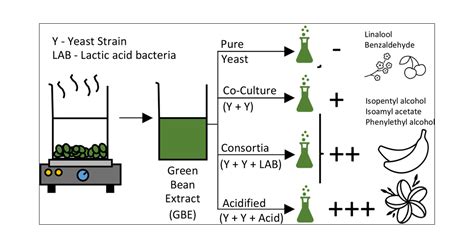 Aromatic Yeasts Interactions And Implications In Coffee Fermentation
