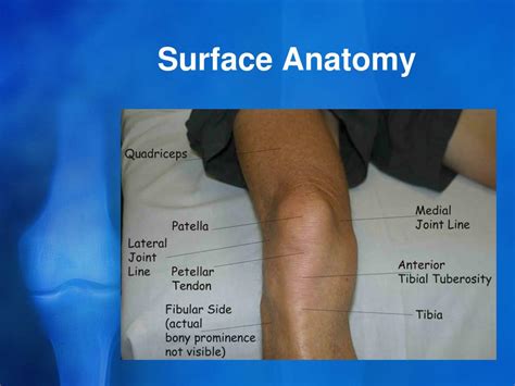 Tibial Tuberosity Surface Anatomy