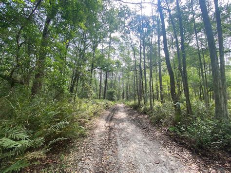 Florida Ecosystems Pine Flatwoods