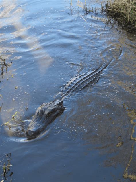 Alabama Alligator Alley Big Rock Travel Boutique Travel Agency