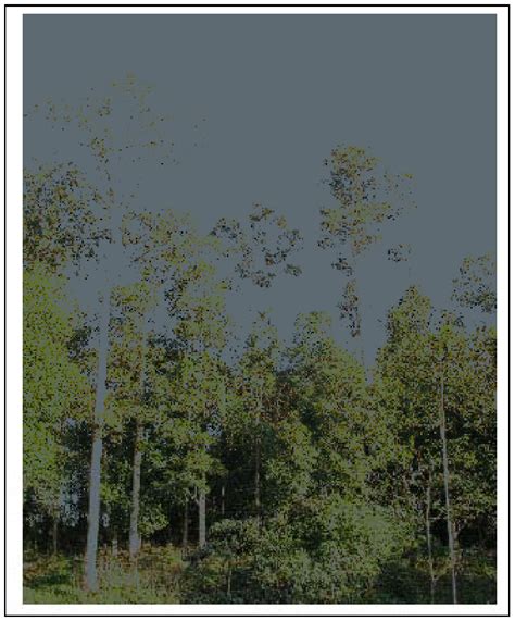 A Relic Forest With Dipterocarpus Indicus Download Scientific Diagram