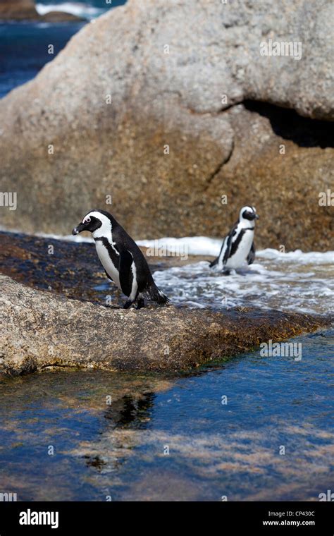 Two African Penguins Walking On The Rocks And In Water At Boulders