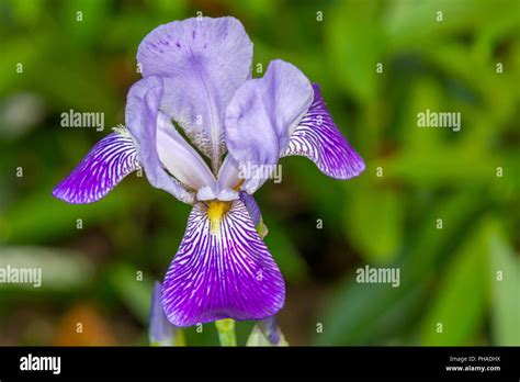 Lili hi-res stock photography and images - Alamy