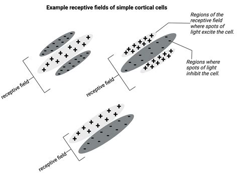 6 5 The Thalamus And Primary Visual Cortex Social Sci Libretexts
