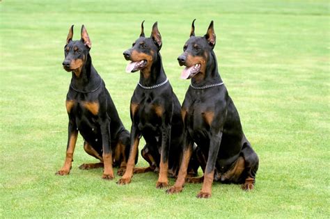 All The Colors And Types Of The Doberman Pinscher Doberman Planet