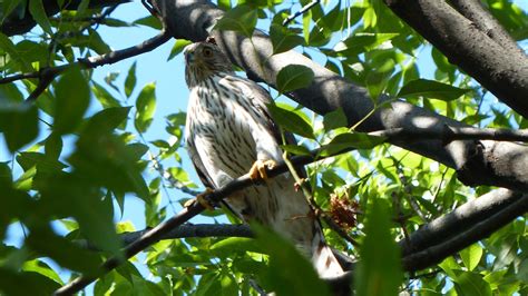 Ml632318211 Coopers Hawk Macaulay Library
