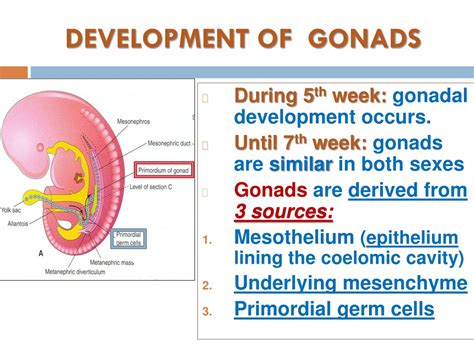 Ppt Male Genital System Development Powerpoint Presentation Free