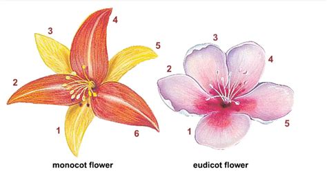 Monocot Dicot Flower Structure Differences Examples 51 Off
