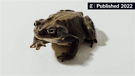Demand For This Toads Psychedelic Toxin Is Booming Some Warn Thats