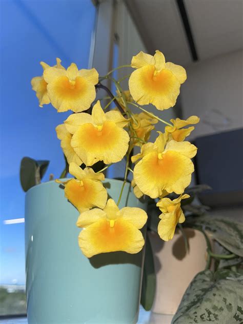 Dendrobium Aggregatum Rorchids