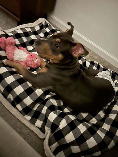 Ebbah Adopted 04 27 25s Web Page