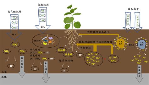 东北地理所在旱田黑土酸化机制及调控研究取得系列进展 中国科学院东北地理所农业技术中心