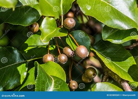 Group Of Callerybradford Pear Fruit Stock Image Image Of Life Group