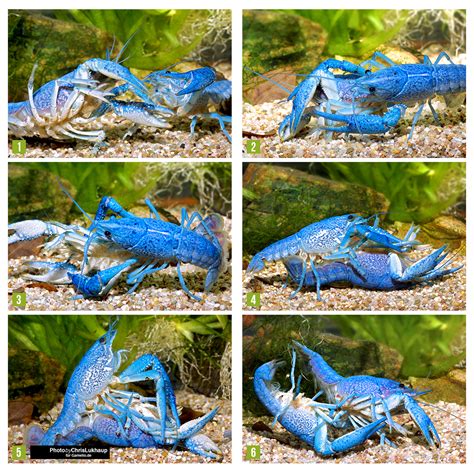 Breeding Crayfish Structures Insights Into The Behaviors Of Freshwater