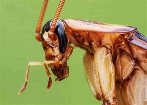 Borax Vs Boric Acid 4 Differences Insect Control Guide The Buginator