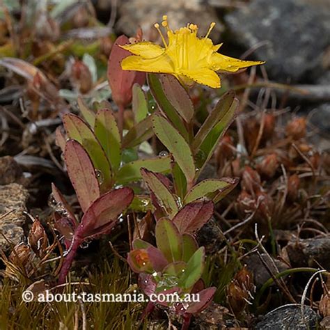 Hypericum Japonicum About Tasmania