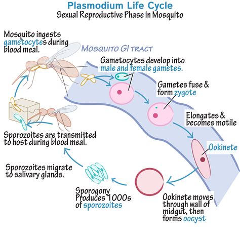 Plasmodium Life Cycle
