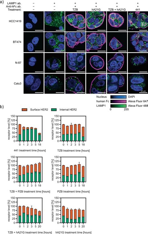 441 Induces Internalization And Degradation Of Her2 Clusters A Download Scientific Diagram