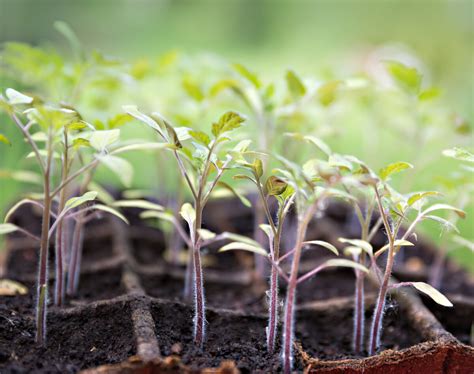 Contact Hill Nurseries