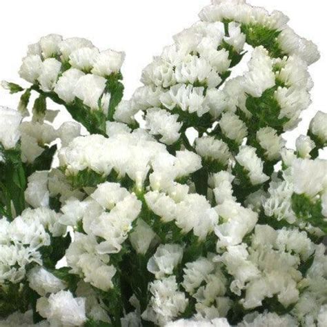 Wholesale Statice White Bulk Statice White White Statice