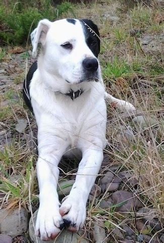Border Collie Boxer Mix Breed