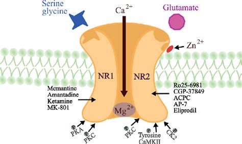 Nmda Receptor As Target For Antidepressant The Complex Nmda Receptor Download Scientific